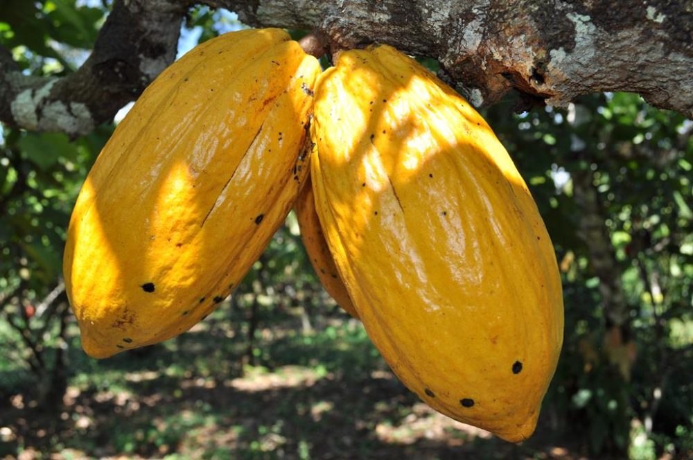 Bean Varieties | World Wide Chocolate